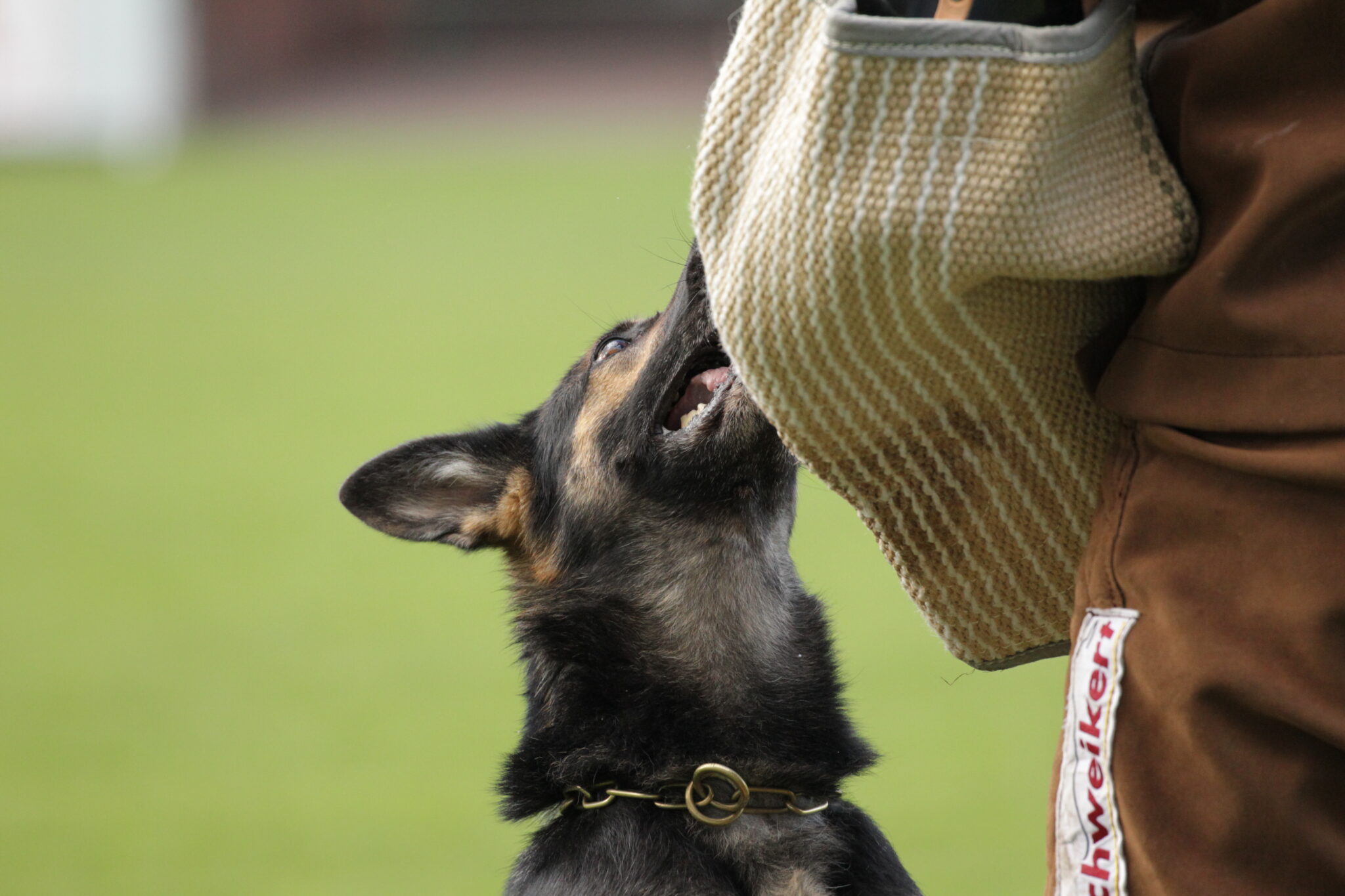 Schweikert® Hundesport España - Material Entrenamiento Canino